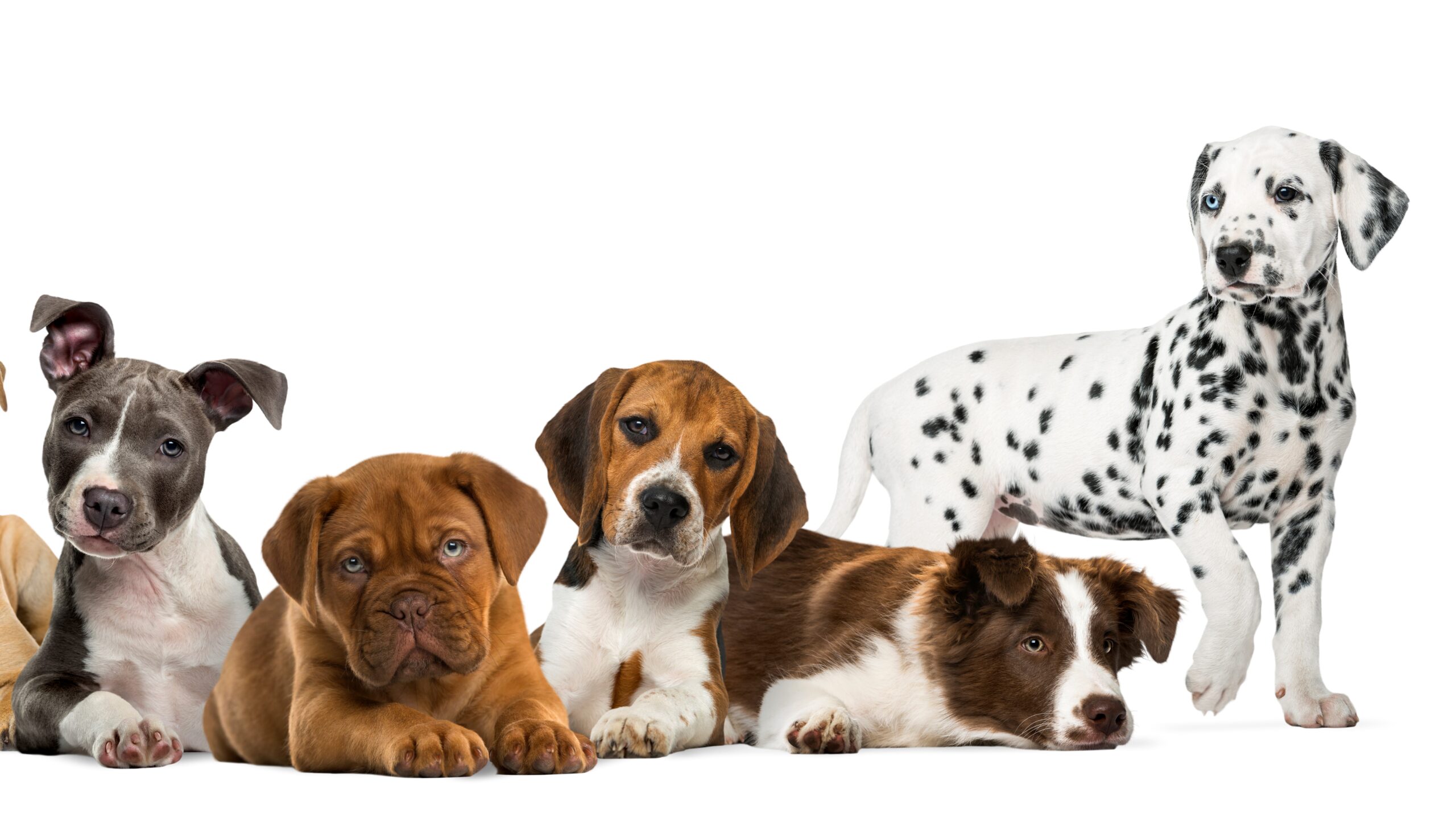 Puppy Search Services - Barkera®