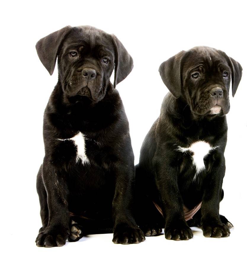 Puppy Search Services - Barkera®