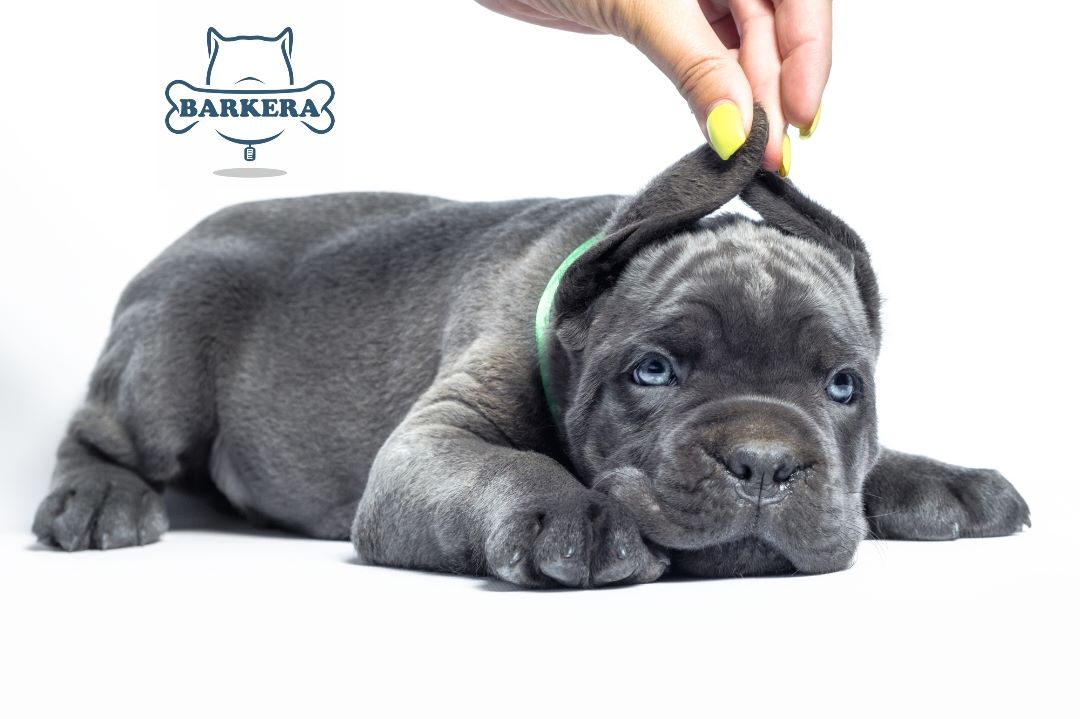 Breeders - Barkera®